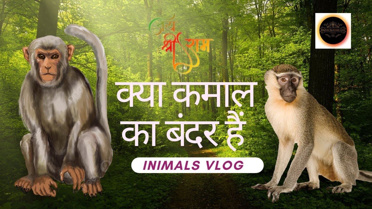 क्या कमाल का बन्दर हैं। राजस्थान में बन्दर बंदरिया का खेल।Bandar ...