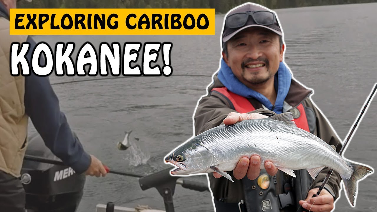 These Kokanee Salmon are Absolutely Delicious! | Fishing with Rod # ...