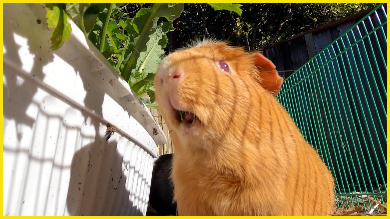 Guinea pigs snack in the fall sunshine ☀️ - YouTube