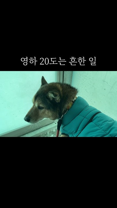 추워도 장해 산책해줘서 고마워 강아지 실외배변 시바견 Youtube