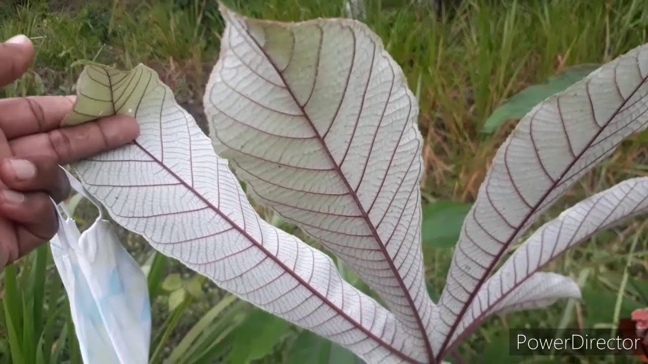 Três tipos de embaúba - YouTube