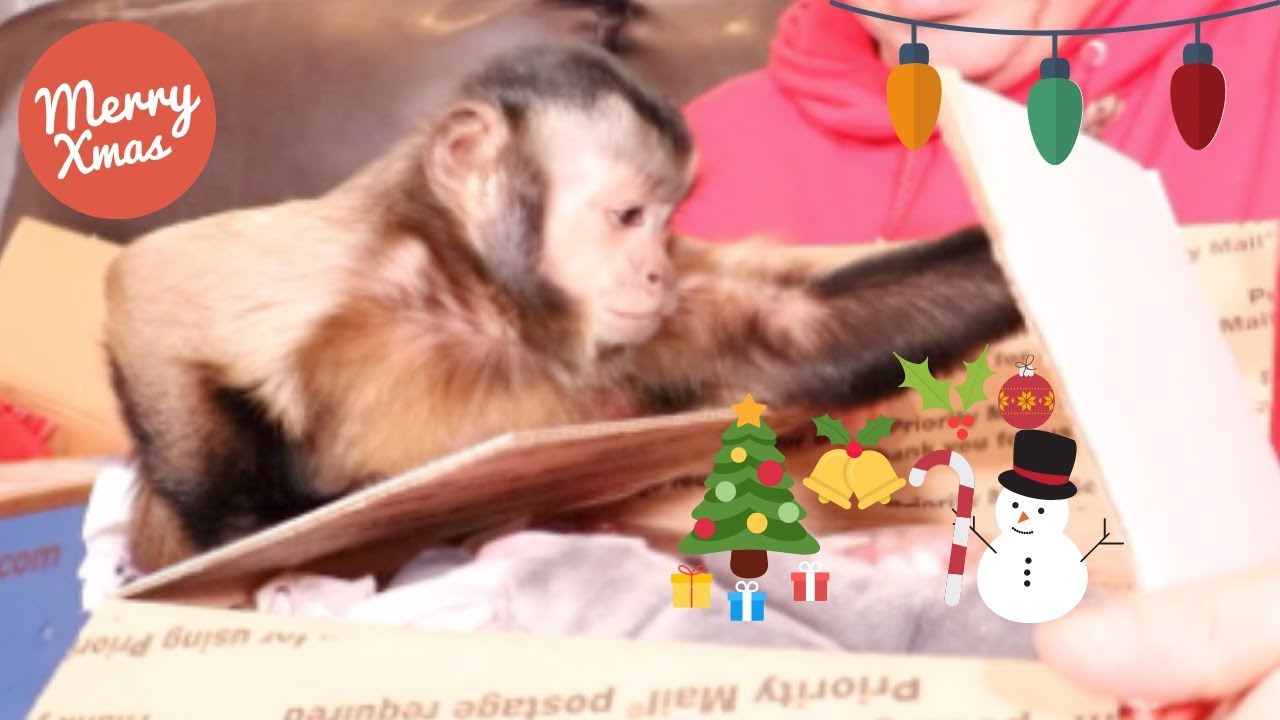 Pretty Monkey Diva Unboxes Her Christmas Gifts! - YouTube
