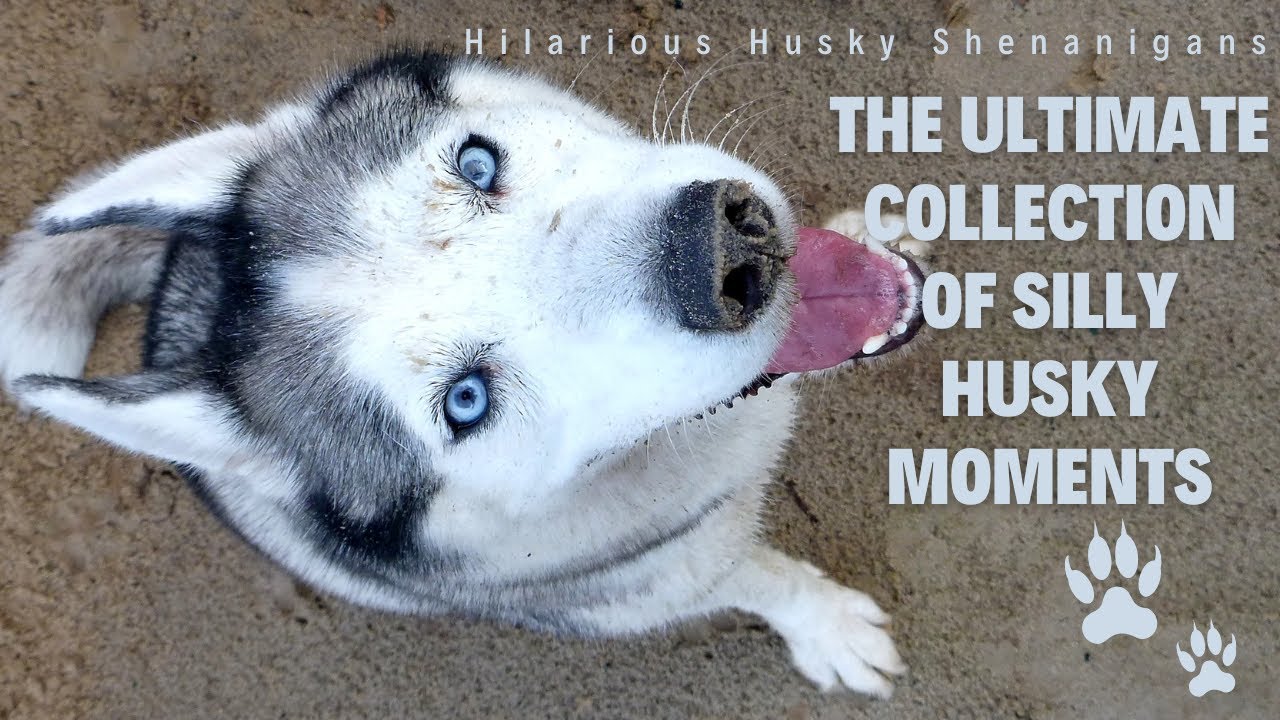 Hilarious Husky Shenanigans: The Ultimate Collection of Silly Husky ...