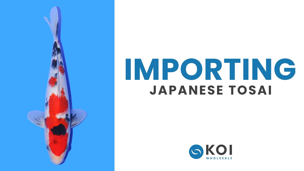 Exploring Koi Wholesale: Why we import the best Japanese Tosai - YouTube