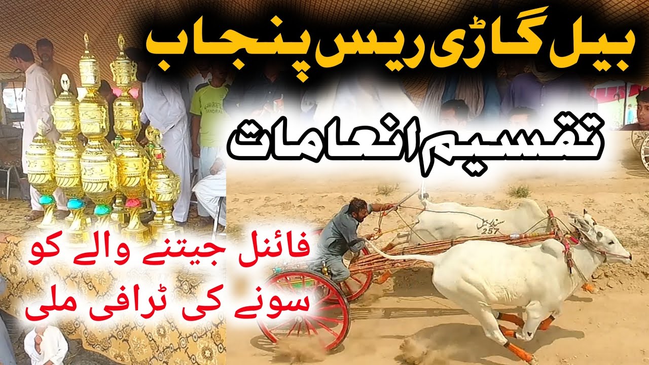 Bail Gadi Race 🤓 Chak No.213 Gb Taqseem E Inamat..😛😇 - YouTube