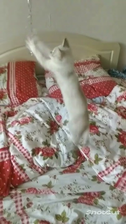 Котэ и шарики - YouTube