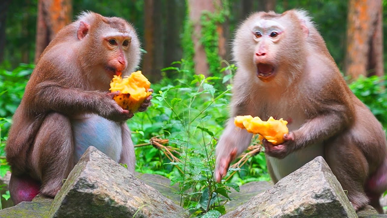 Monkey Ashley got big mango to eat for dinner - YouTube