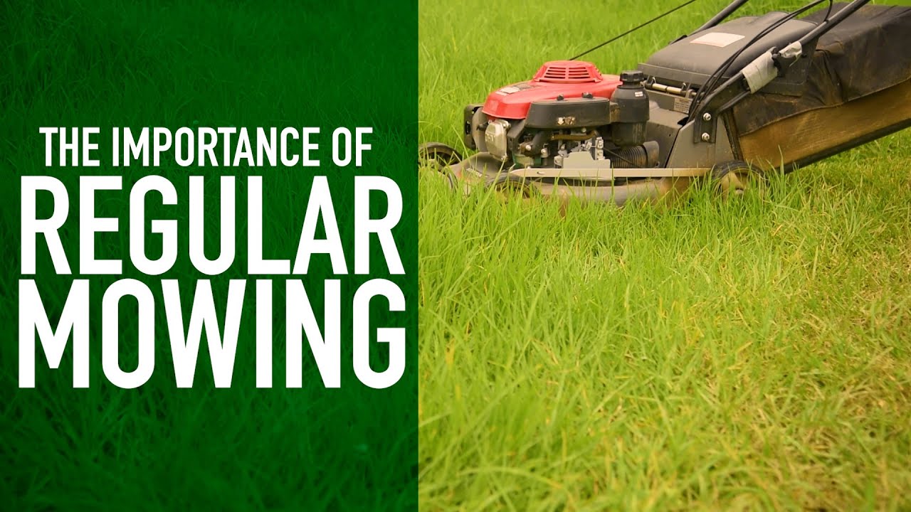 Why Regular Mowing is Crucial for Lawn Health - YouTube