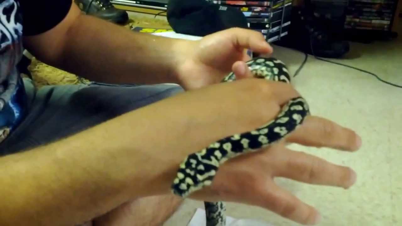 Diamond X Jungle Carpet Python. - YouTube