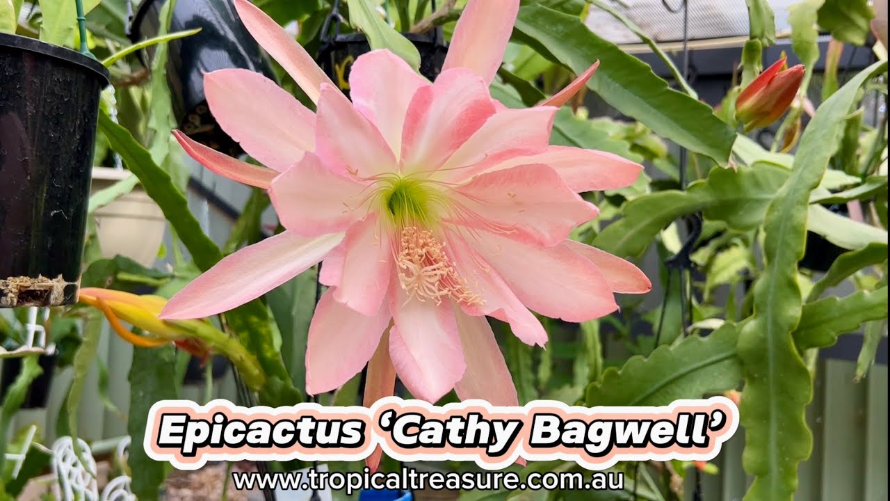 Epicactus ‘Cathy Bagwell’ - YouTube