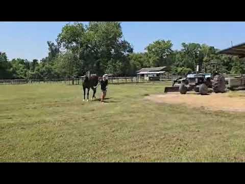 Caught in a Bind - 2019 Mare - YouTube