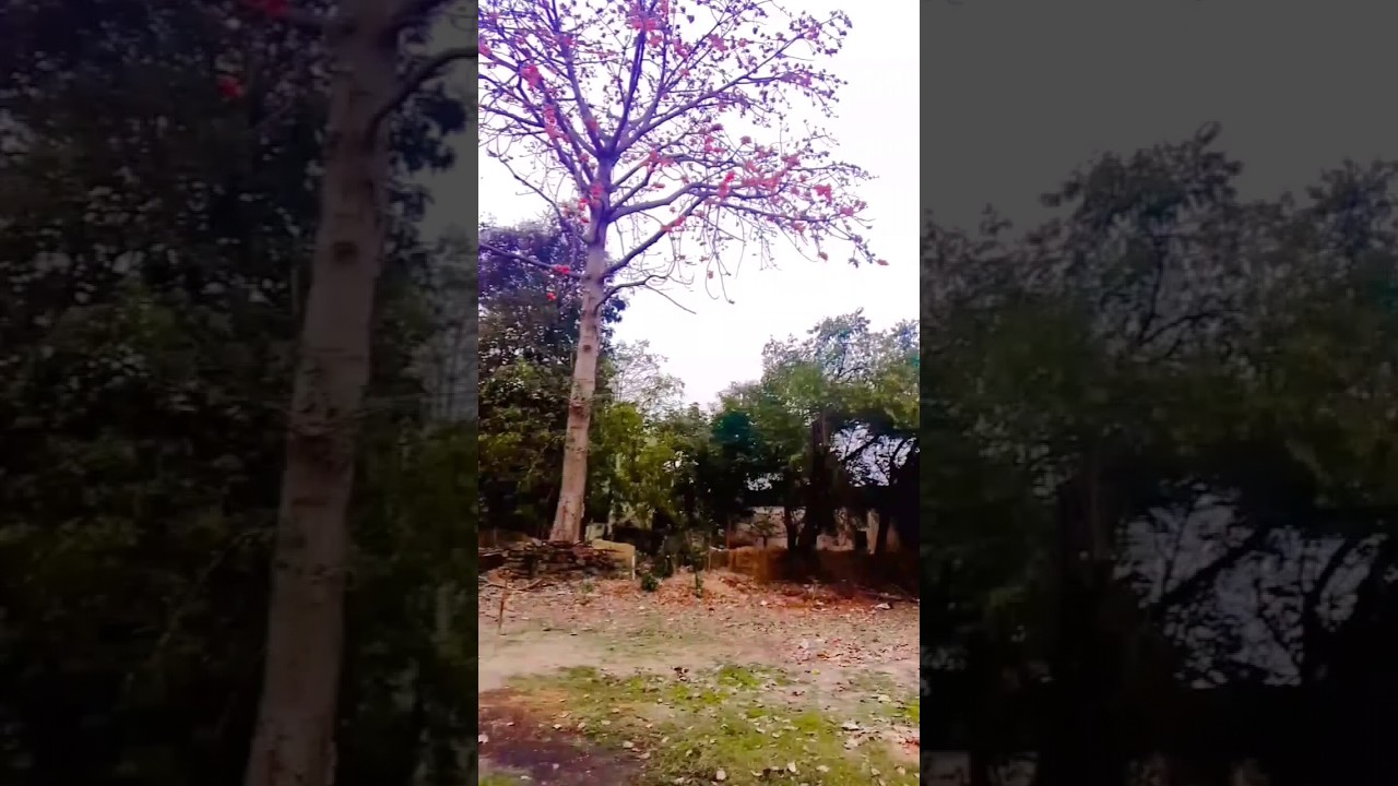 semar tree #song by Arijit Singh #viral short s - YouTube