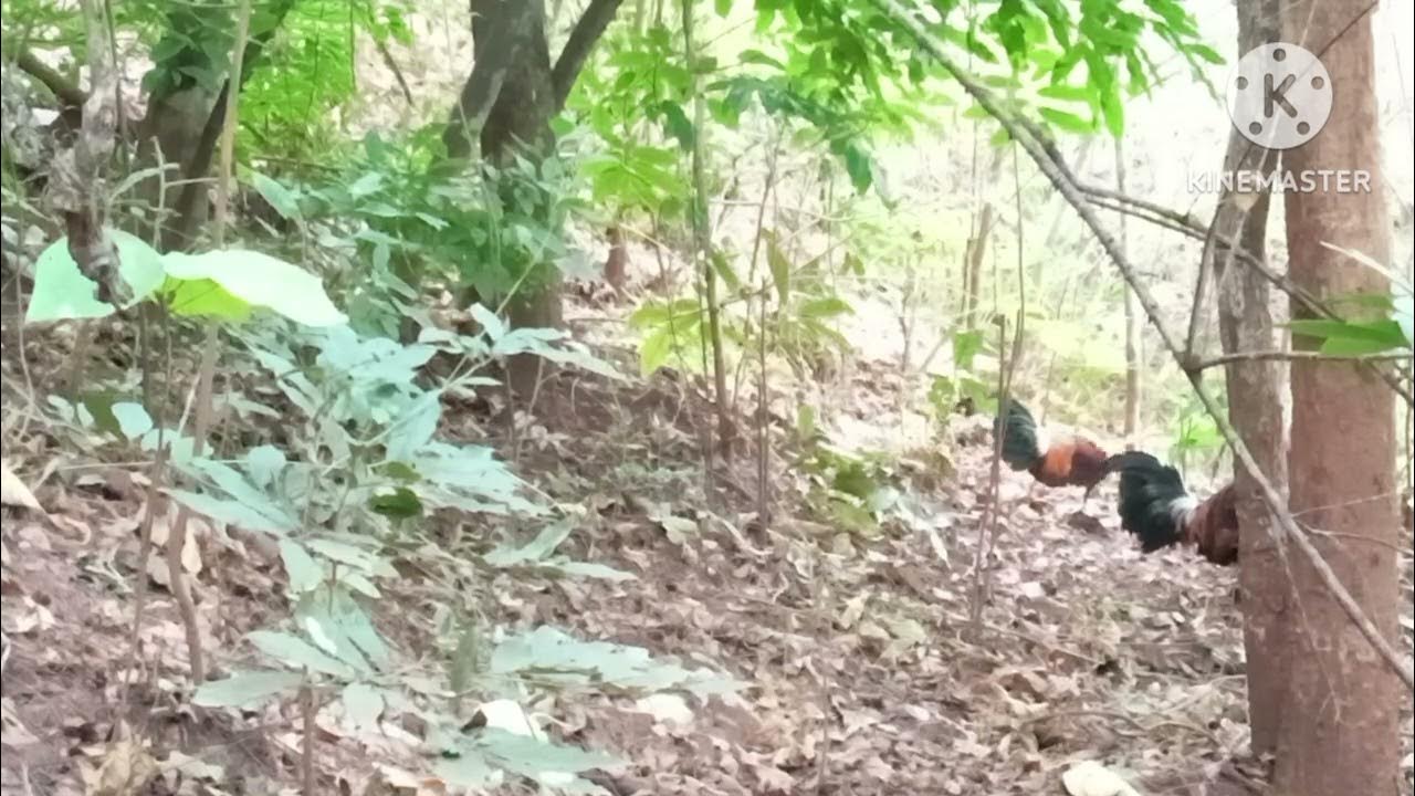 cuab qaib qus tuaj zoo kawg,tsi mag thiab -18-12-2024 - YouTube