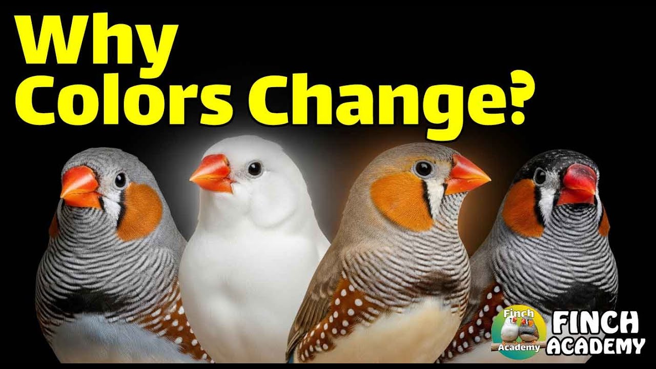 Zebra Finch Mutations Explained: Colors, Genes & Secrets - YouTube