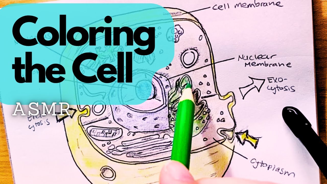 ASMR | Coloring the Structures of a Cell (Pencil Sounds, No Talking) - YouTube