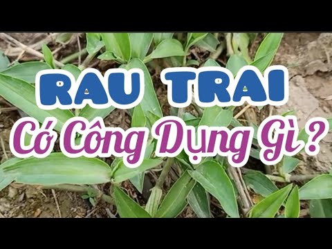 Rau TRAI ( RAU THÀI LÀI ) Có Tác Dụng Và Tác Hại Gì ? - YouTube