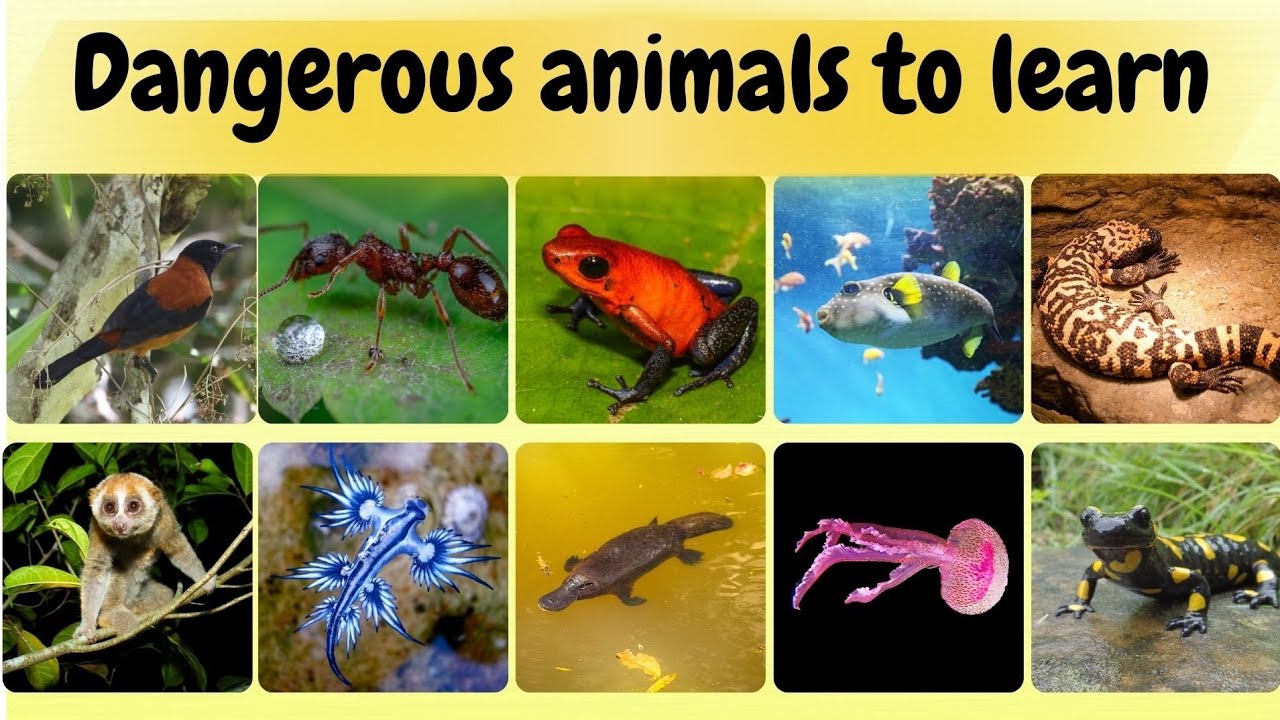 dangerous animals to learn | toxic animals | venomous animals ...