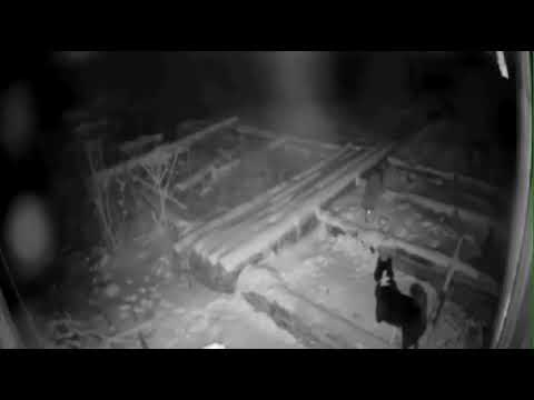 The wolf attacks the guard dog/kurt vs bekçi köpeği