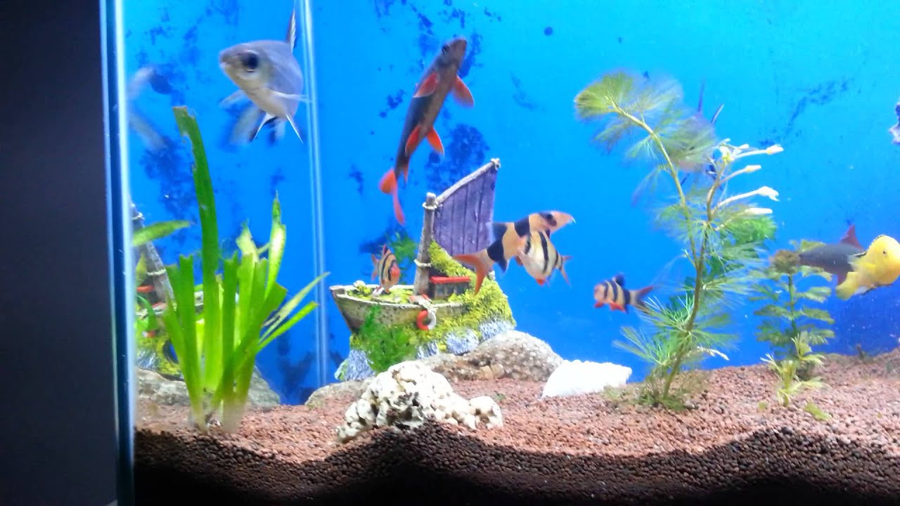aquário de 200 litros de água doce - YouTube