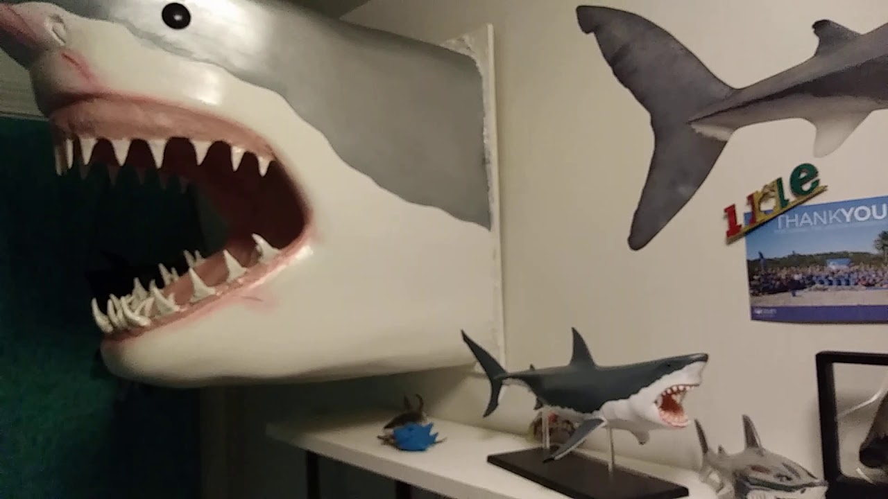 A LIFE SIZE Great White Shark head I made out of foam and plaster ...