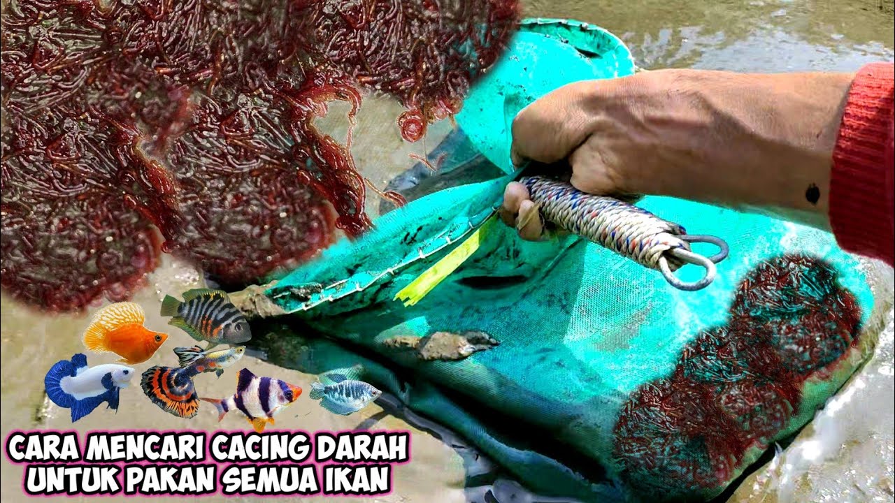 CARA MENCARI CACING DARAH UNTUK PAKAN SEMUA IKAN HIAS - YouTube