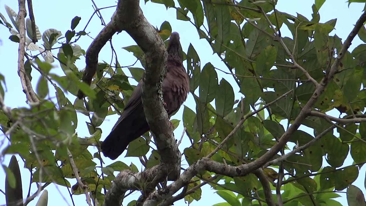Patagioenas inornata wetmorei(Paloma Sabanera) - YouTube