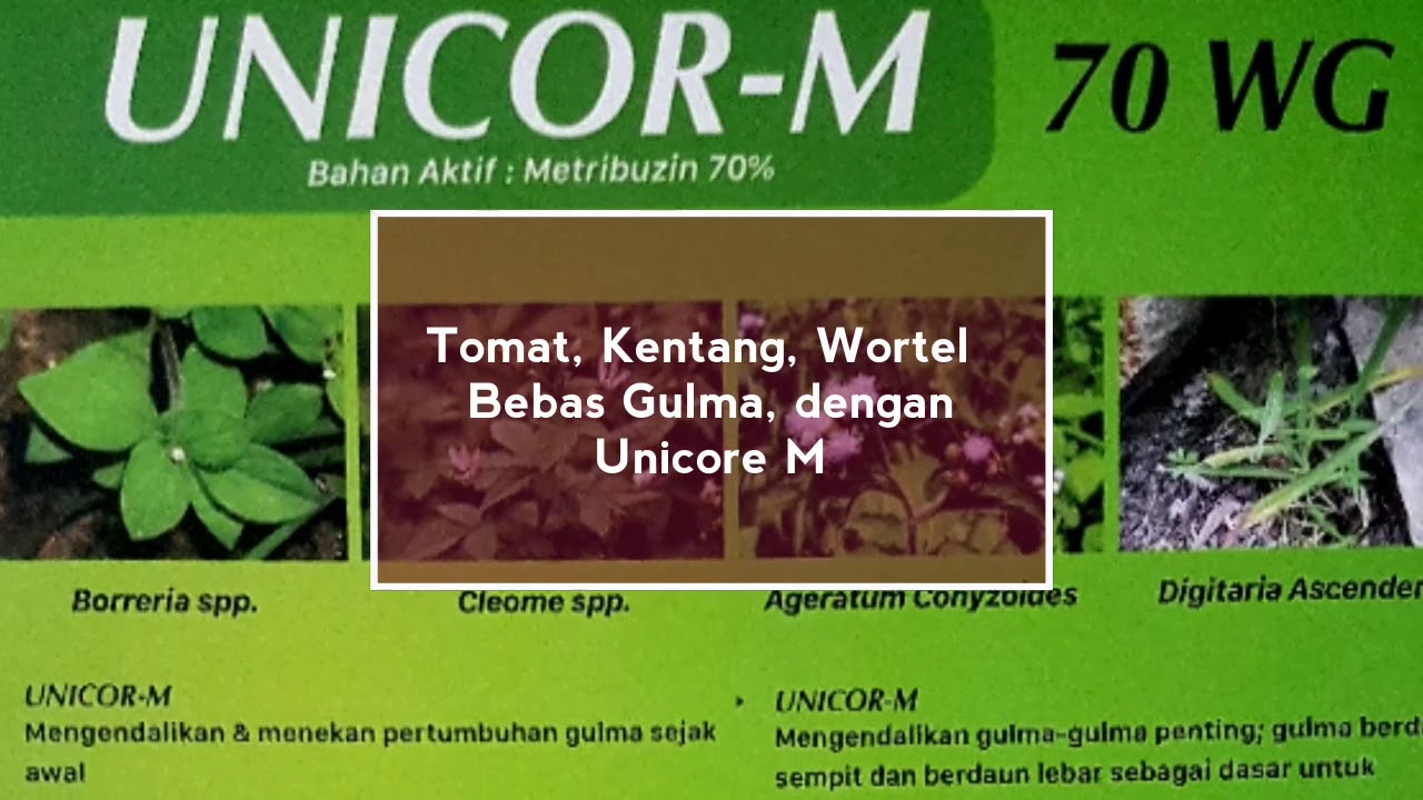 Penggunaan Herbisida Sebelum Biji Gulma Berkecambah dan Setelah Awal ...