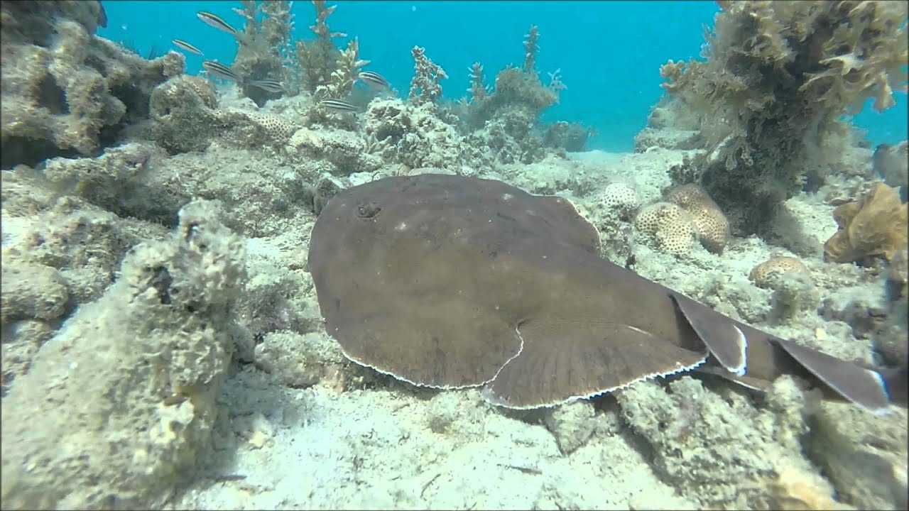 Electric Ray Facts - YouTube