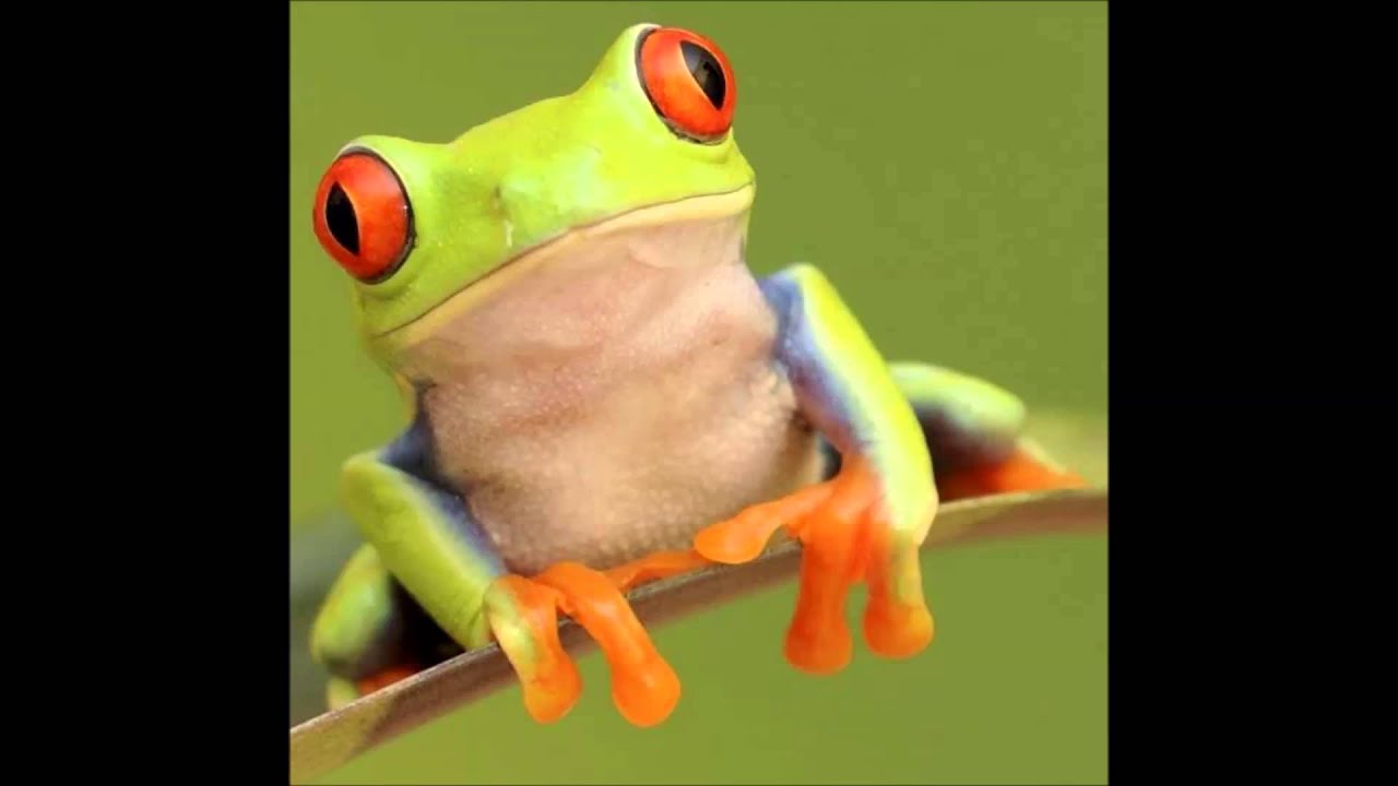 The Little Green Frog - YouTube