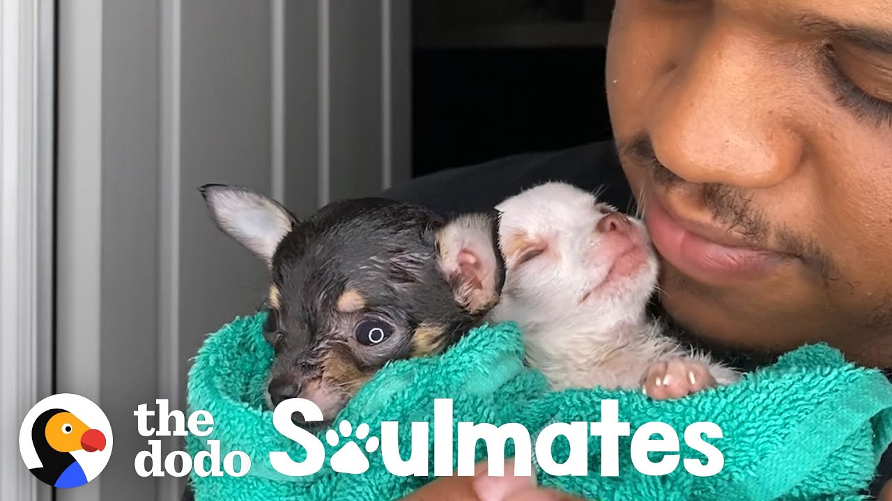 Tiniest Rescue Puppies Help Heal Their Dad's Broken Heart | The Dodo ...