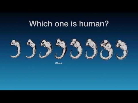 Embryonic development - embryogenesis - YouTube