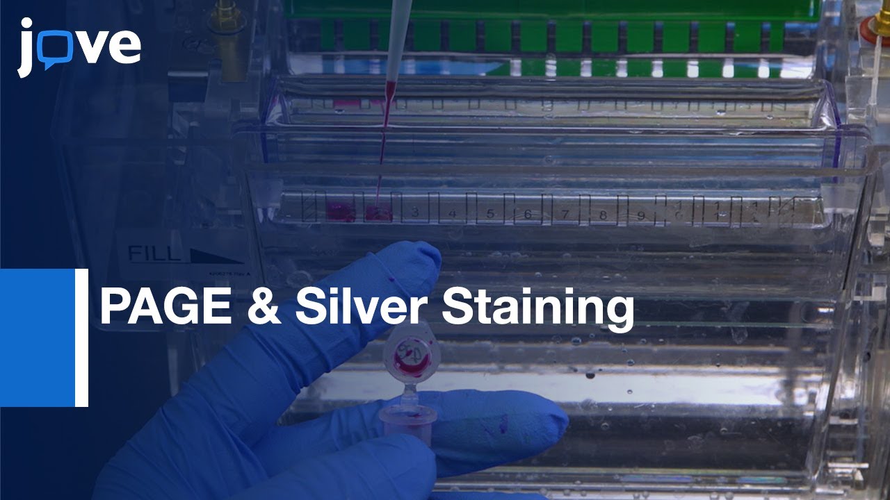 Detection: Glycosaminoglycans By PAGE & Silver Staining l Protocol ...
