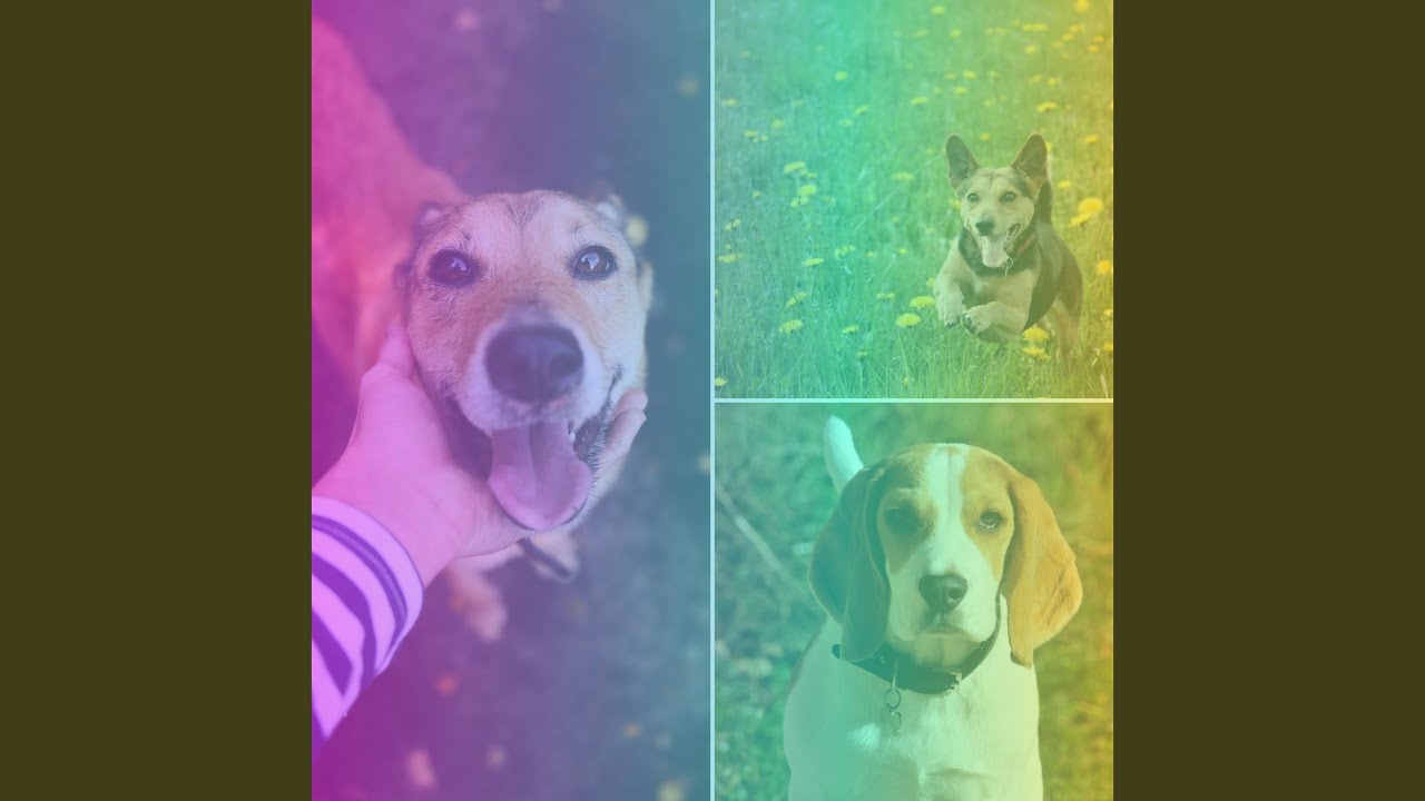 Background for Calming Puppy - YouTube