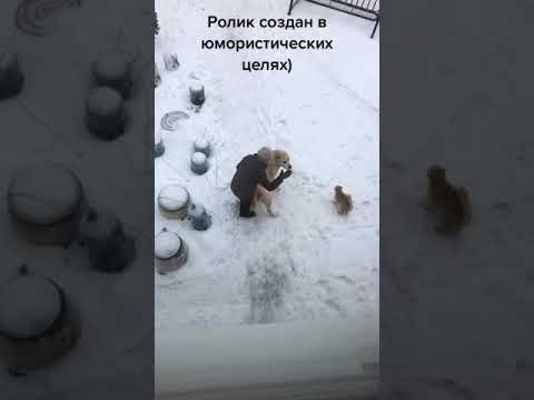 Кот напал на собаку #shorts