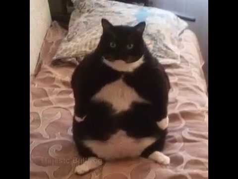 thiccccc cats - YouTube