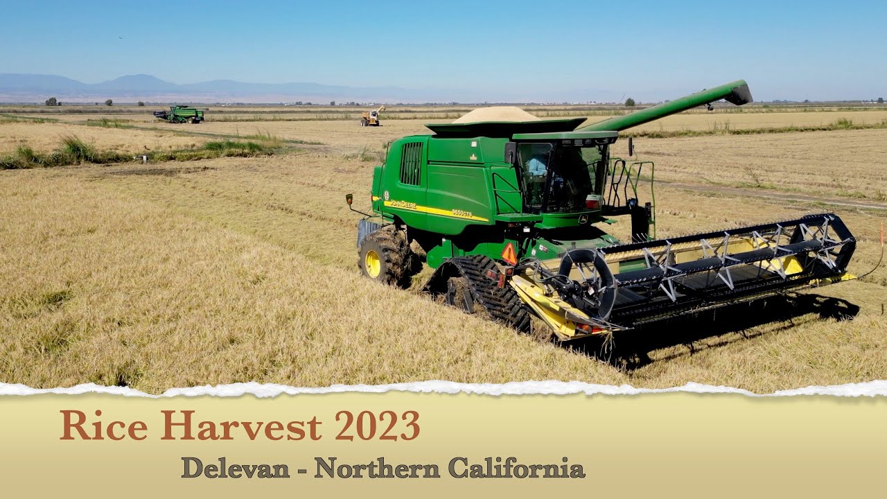 Rice Harvest 2023 - Delevan California 🌾 #Rice #johndeere #4k #usa # ...