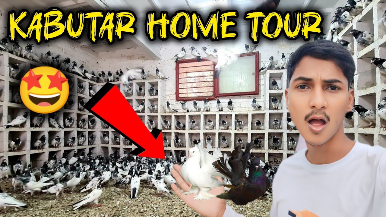 kabutar Home Tour 🤩 || Kabutar House || Indian Kabutar House Style ...
