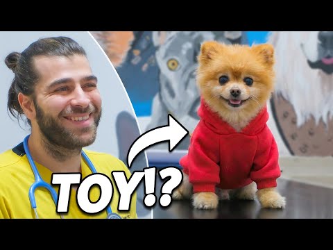 Oyuncak mı Yoksa Gerçek Mi!? 😍 (Sevimli Köpeğin Deri Problemleri!)