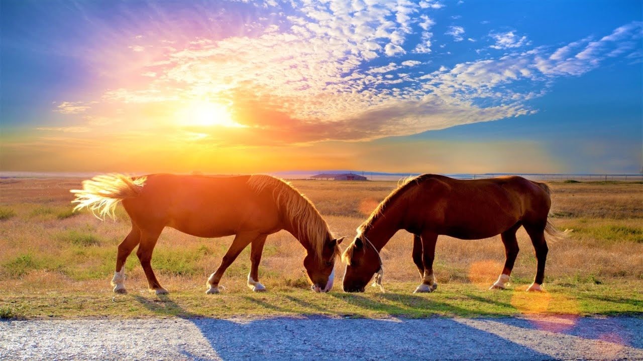 BEAUTIFUL Ambient Background Music Video 3 Hours With Stunning Nature ...