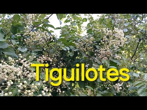 El árbol de fruto gelatinoso El tiguilote, Fruto silvestre - YouTube
