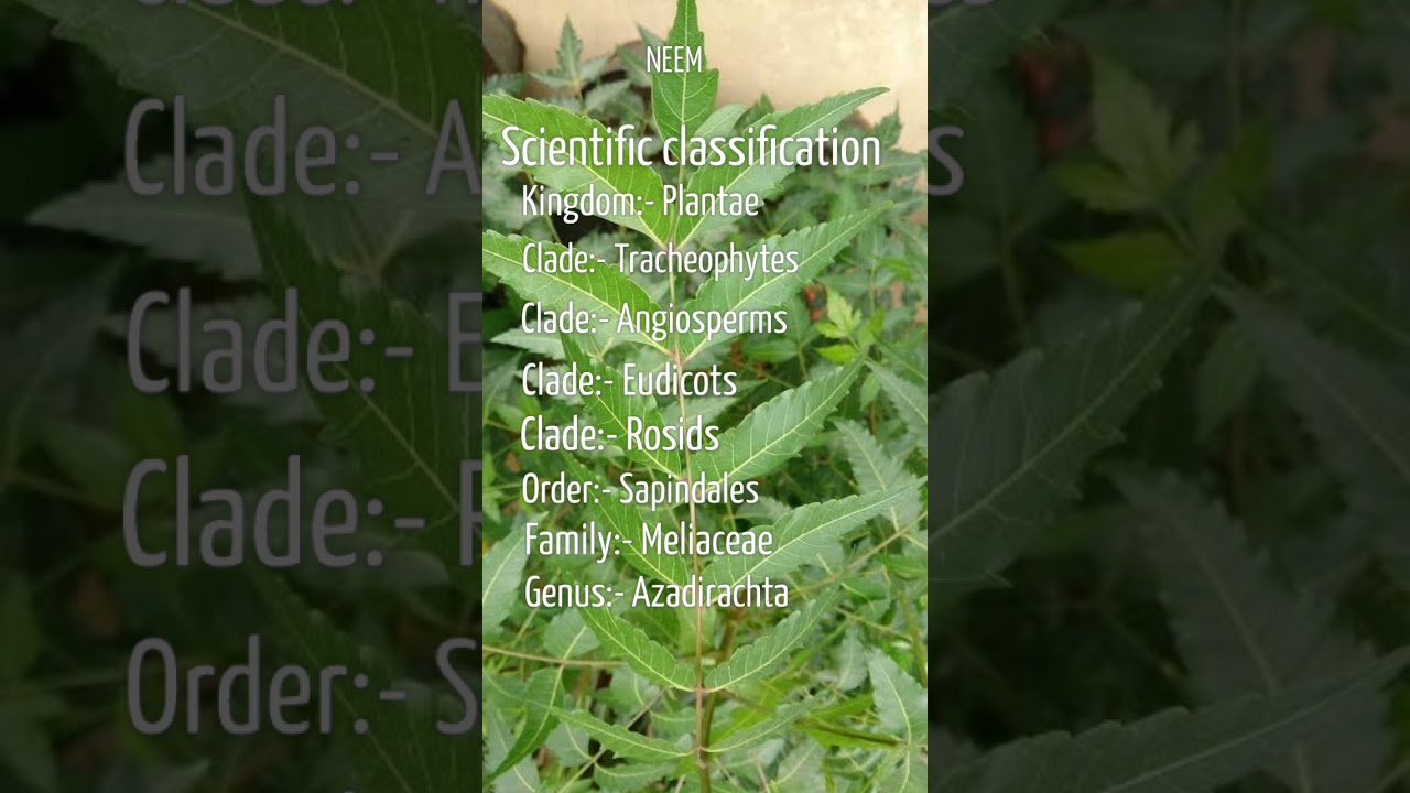 Neem Scientific Name and Family #world #india #tree #botanical - YouTube