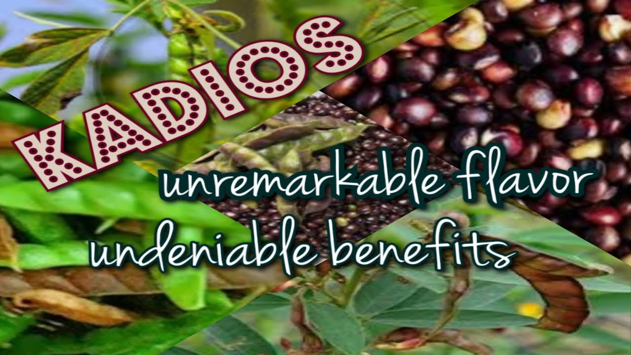 Kadios(Pigeon Pea) - YouTube