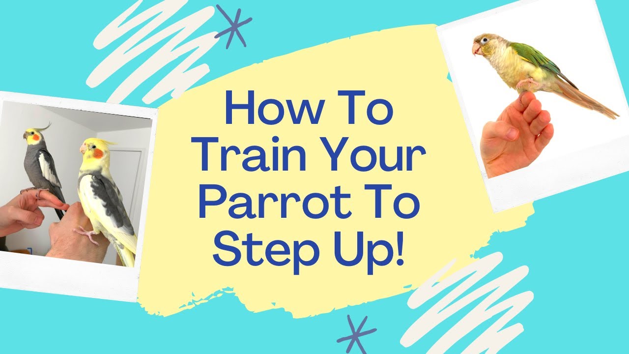 Parrot Step Up Training | How To Get Your Cockatiel To Step Up ...