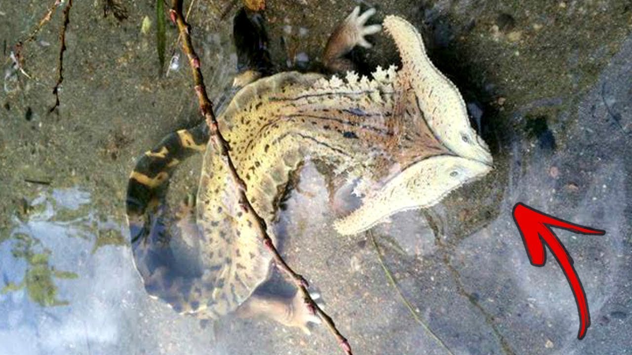 Natures Strangest Creatures