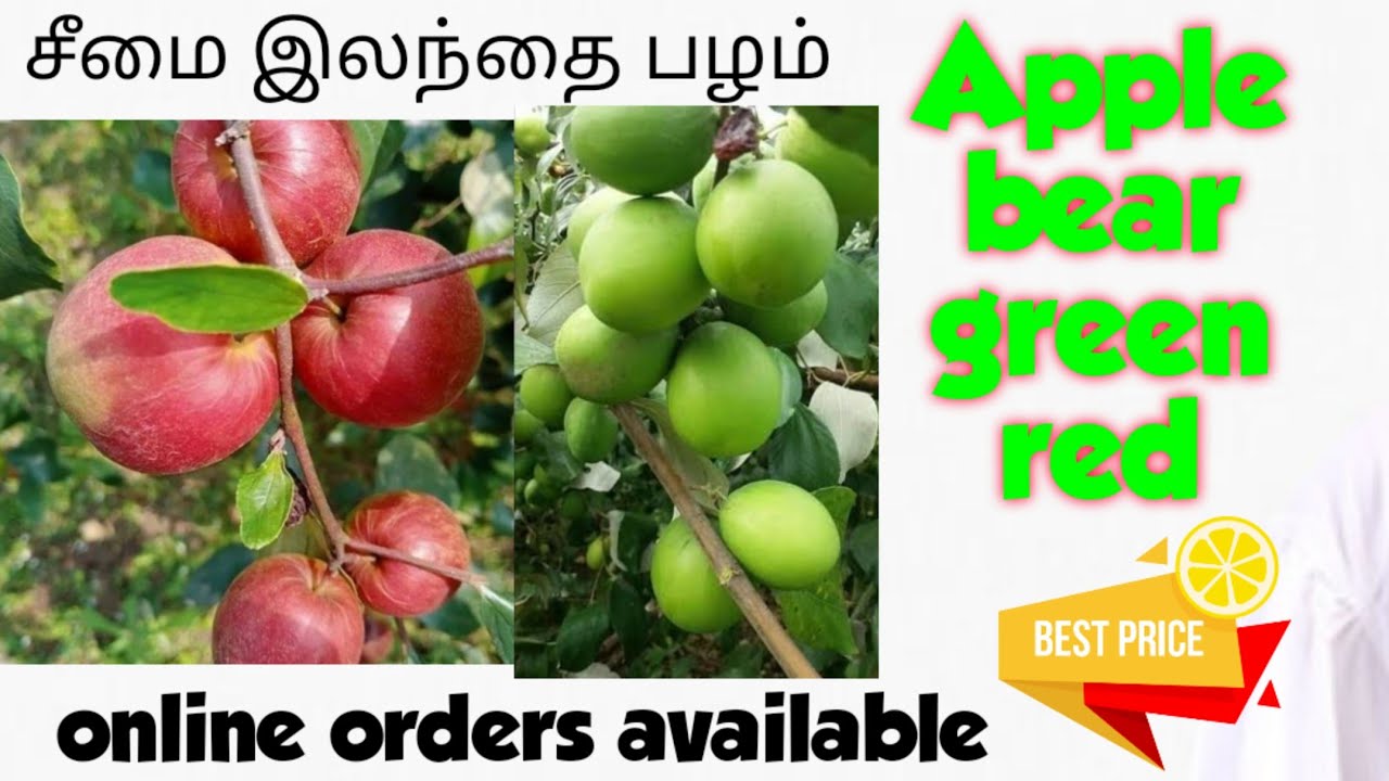 சீமை இலந்தை பழம் || Apple bear green Red fruit || rare fruit plant ...