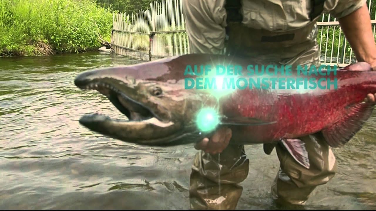 Nat Geo Wild HD Germany - Advert & Ident - 1st April 2014 - YouTube