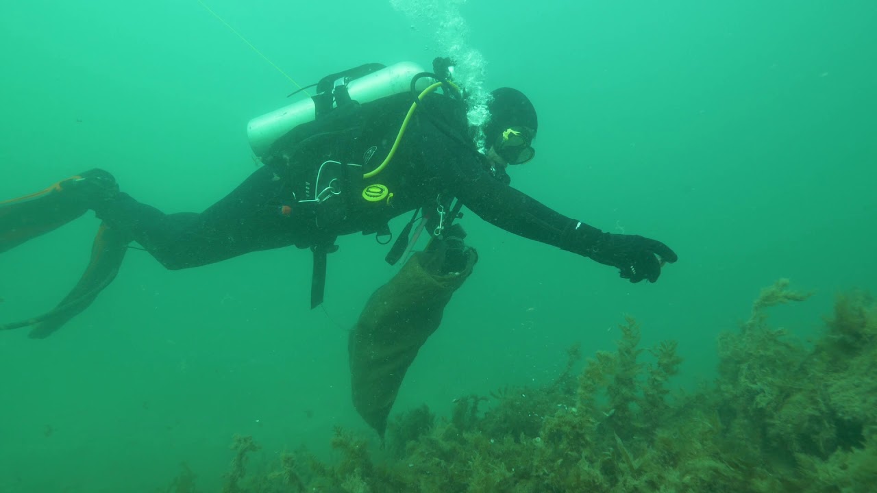 Seeding Windara Reef with Baby Oysters - YouTube