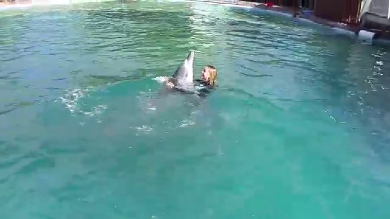 Dolphin Marine Magic - Ultimate Dolphin Swim 10:40am 7/5/15 Part 2/4 ...