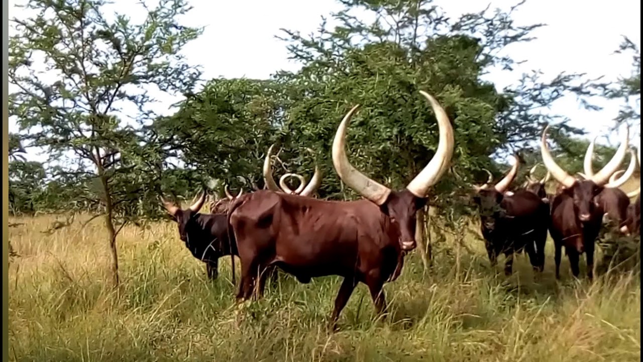 The Ancient Egyptian long horned cows now Ankore's pride - YouTube