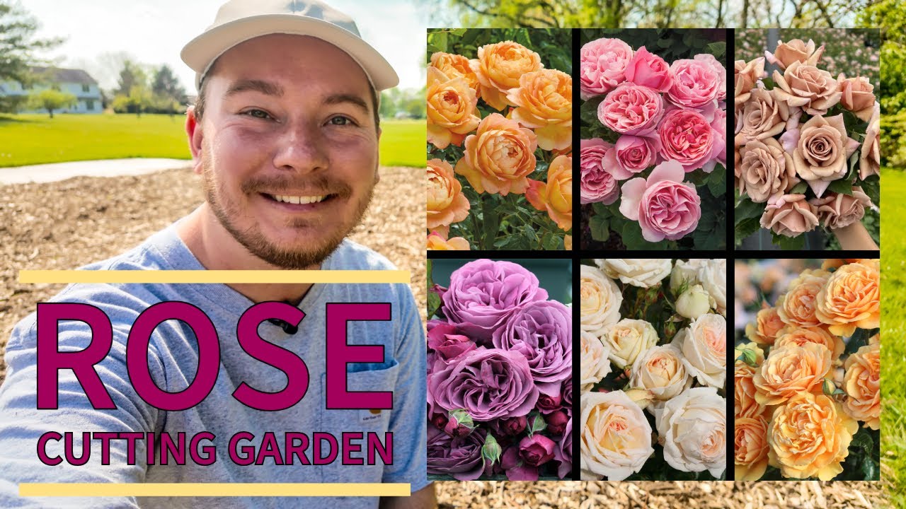 Planting the Heirloom Rose Cutting Garden | The Southerner's Northern ...
